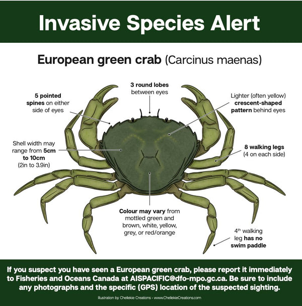 European Green Crab (Carcinus Maenas) Infographic - FREE DOWNLOAD ...
