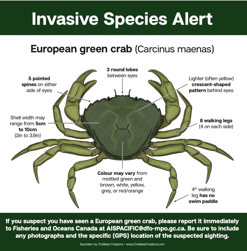 European Green Crab (Carcinus Maenas) Infographic - FREE DOWNLOAD ...
